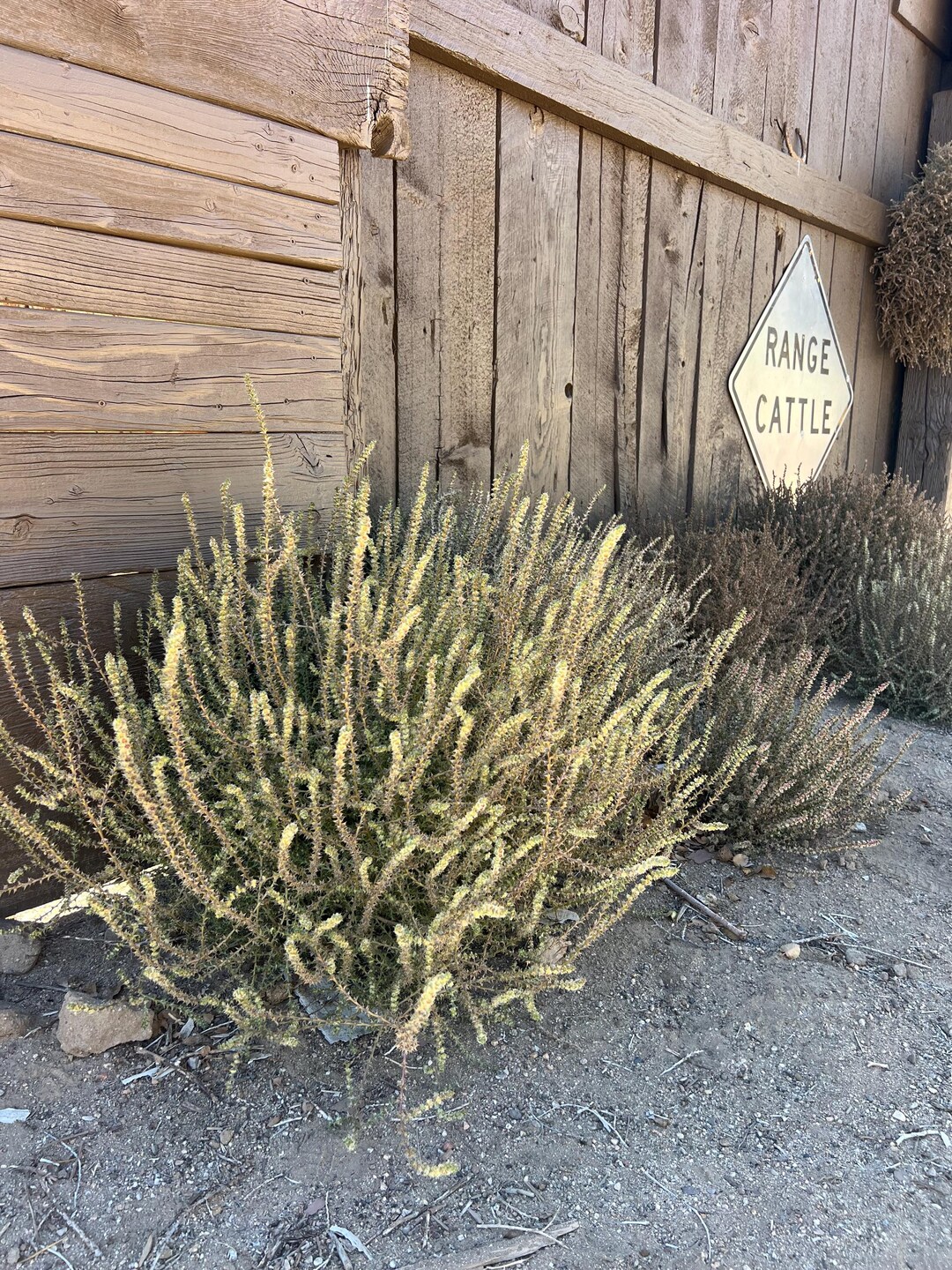 Authentic Dried Tumbleweed, Western Desert Decor, DIY Pendant ...