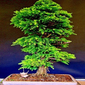 Japanese Red Cedar Tree Seeds – Cryptomeria Japonica Sugi | Evergreen ...