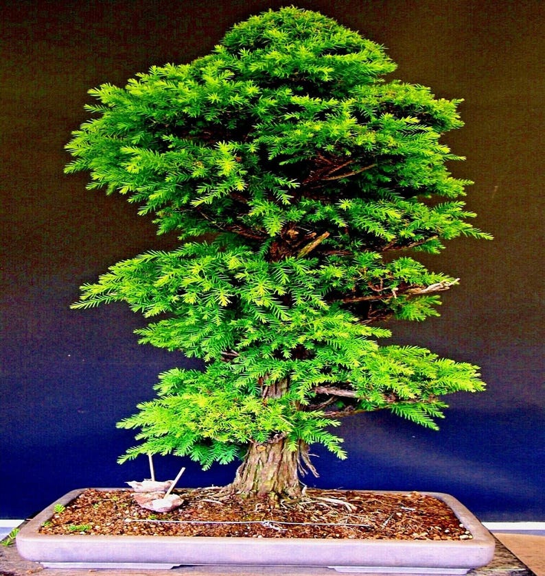 Japanese Red Cedar Tree Seeds – Cryptomeria Japonica Sugi | Evergreen ...
