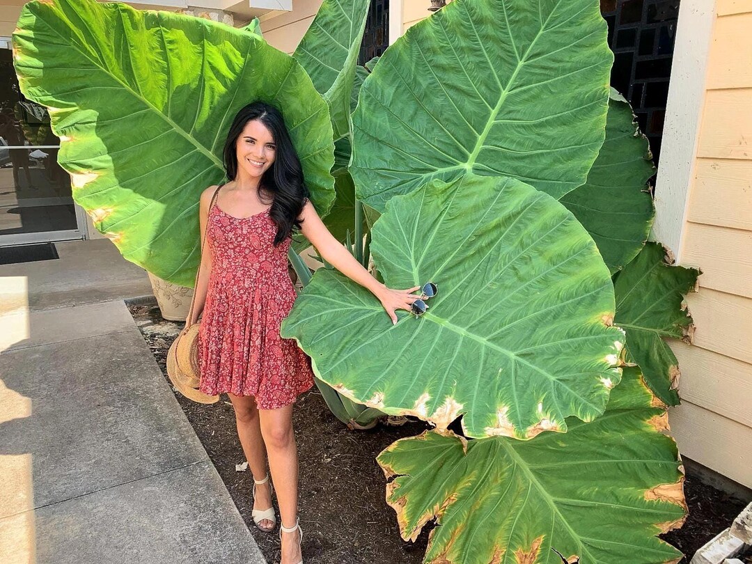 2-pack Giant Elephant Ear Bulbs – Colocasia Tropical Plants for Lush ...
