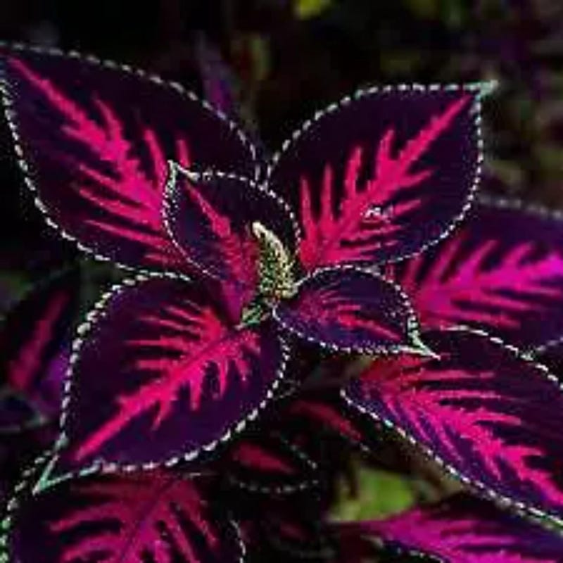 Black Purple Coelius - Etsy