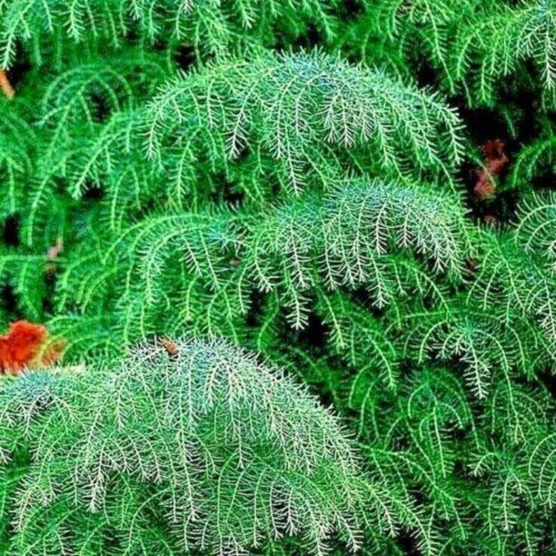 Japanese Red Cedar Tree Seeds – Cryptomeria Japonica Sugi | Evergreen ...
