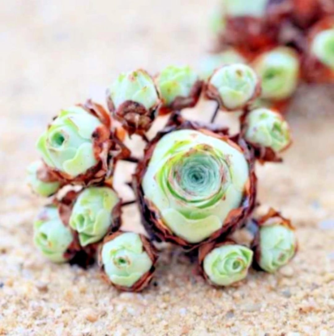 Aeonium Greenovia Aurea Seeds – Rare Rose-shaped Succulent – 10 to 50 ...