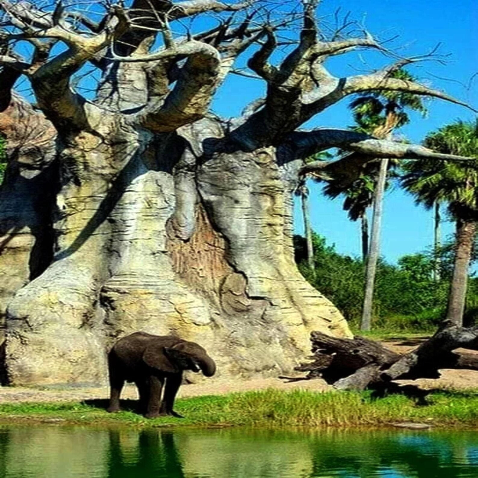 5 Baobab Seeds | Adansonia Digitata “tree of Life” | Rare African ...