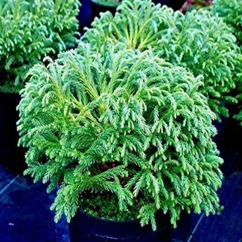 Japanese Red Cedar Tree Seeds – Cryptomeria Japonica Sugi | Evergreen ...