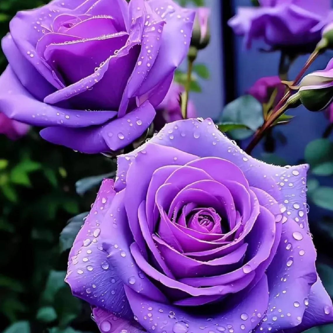 20pcs Rare Purple Rose Seeds | Deep Purple Flower Seeds for Garden ...