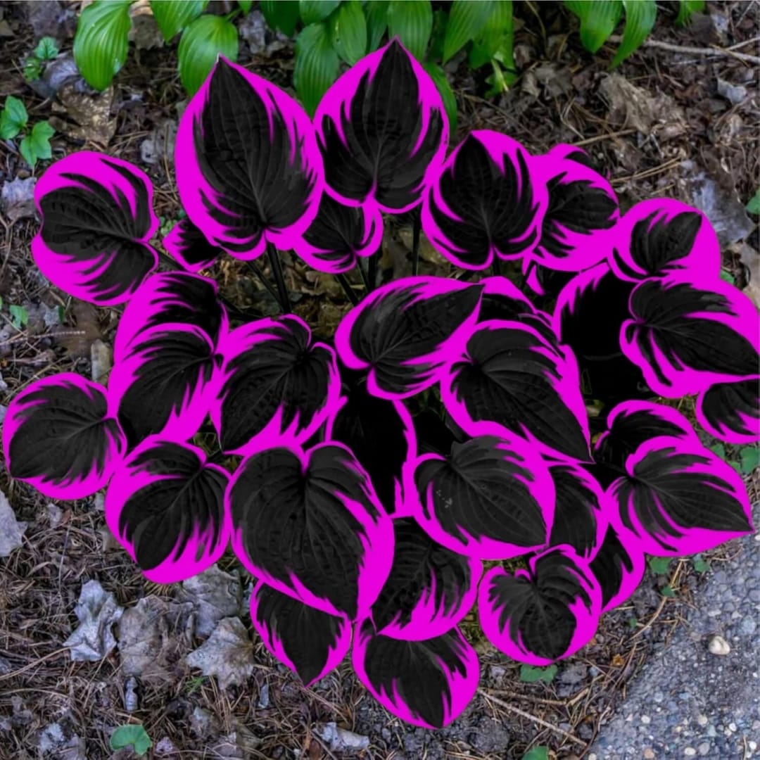 Black Red Hosta Seeds | Easy to Grow Shade Perennials | Low Maintenance ...