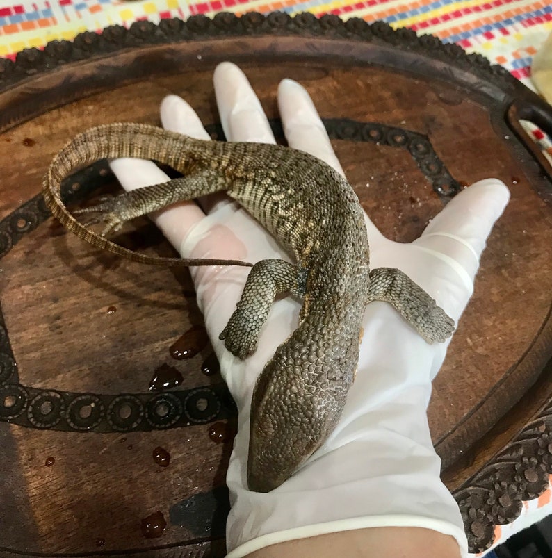 Savannah Monitor Lizard Large Wet Specimen | Etsy