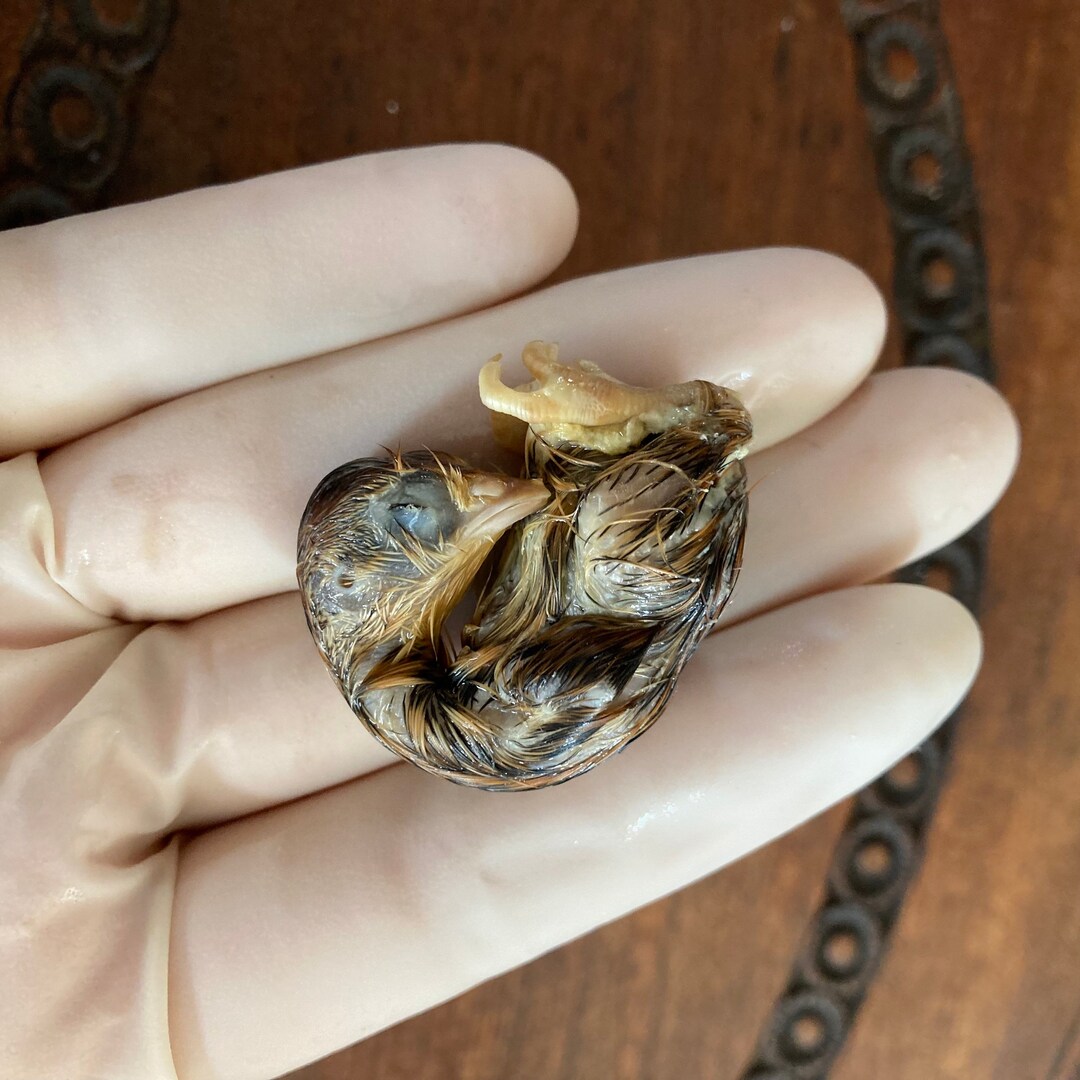 Baby Fetal Chick Wet Specimen - Etsy