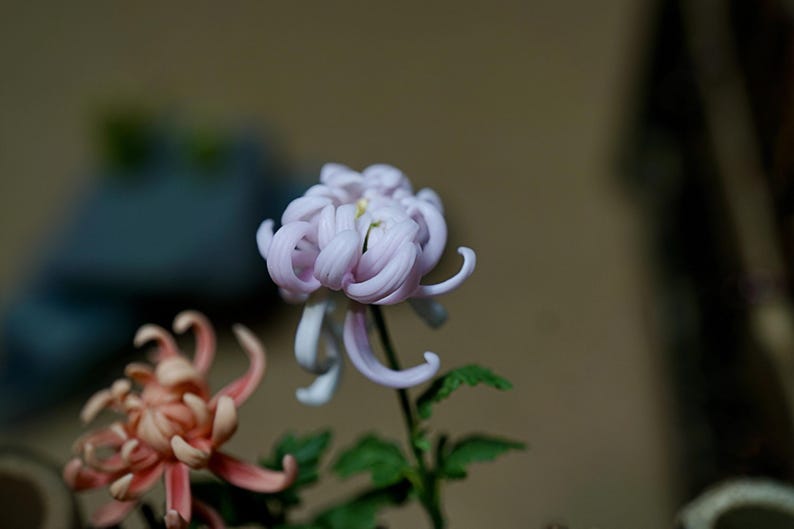 Highly Detailed Miniature Chrysanthemum Molds for 1/6 and 1/12 Scale ...