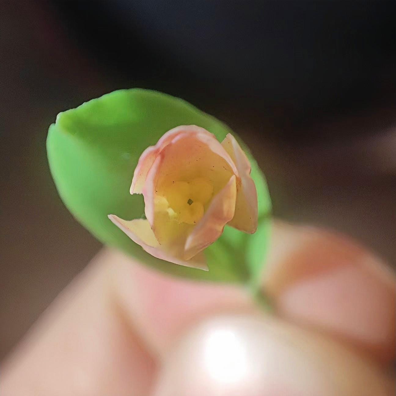 Highly Detailed Miniature Tulip Molds for 1/6 and 1/12 Scale Clay Mold ...