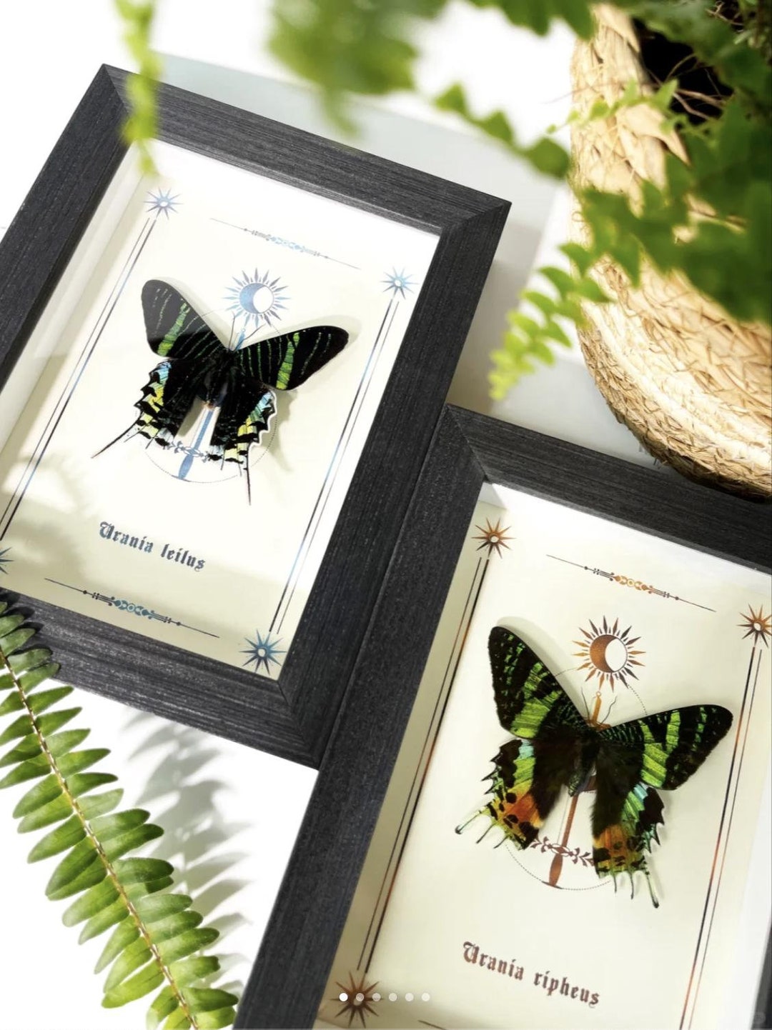 Framed Green Banded Moth and the Madagascan Sunset Moth Specimen Best ...