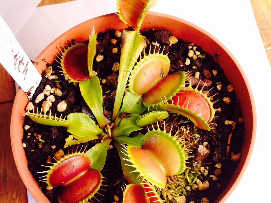 Venus Flytrap - Etsy