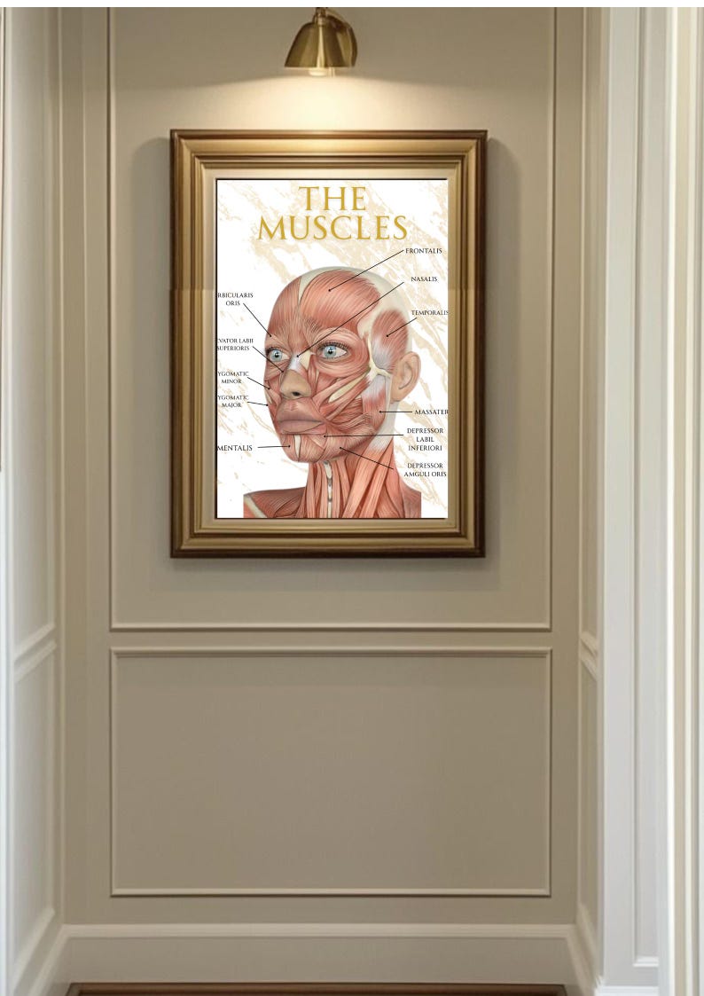 Facial Muscle Anatomy Poster, Aesthetics Clinic Decor (digital Download ...