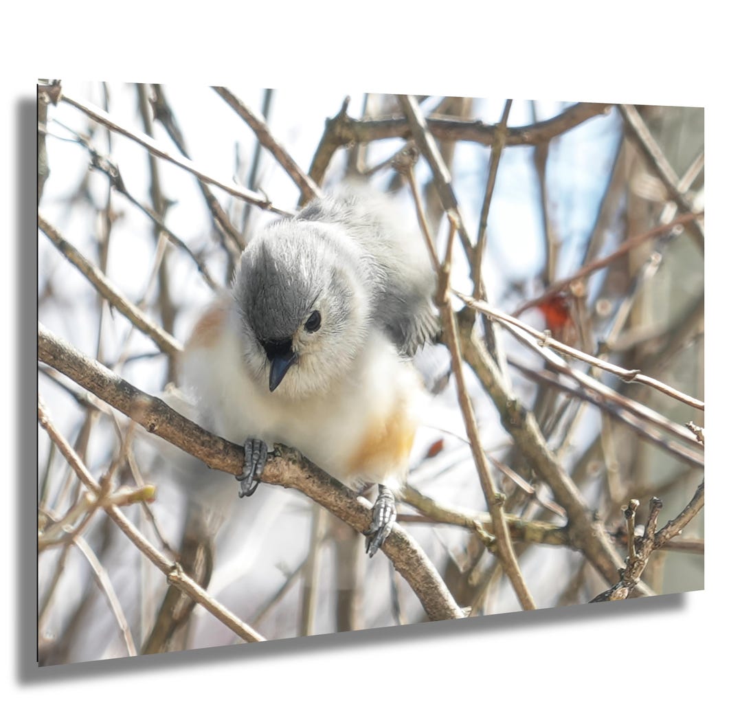 Feathers and Branches A Dance of Nature - the Tufted Titmouse - Etsy