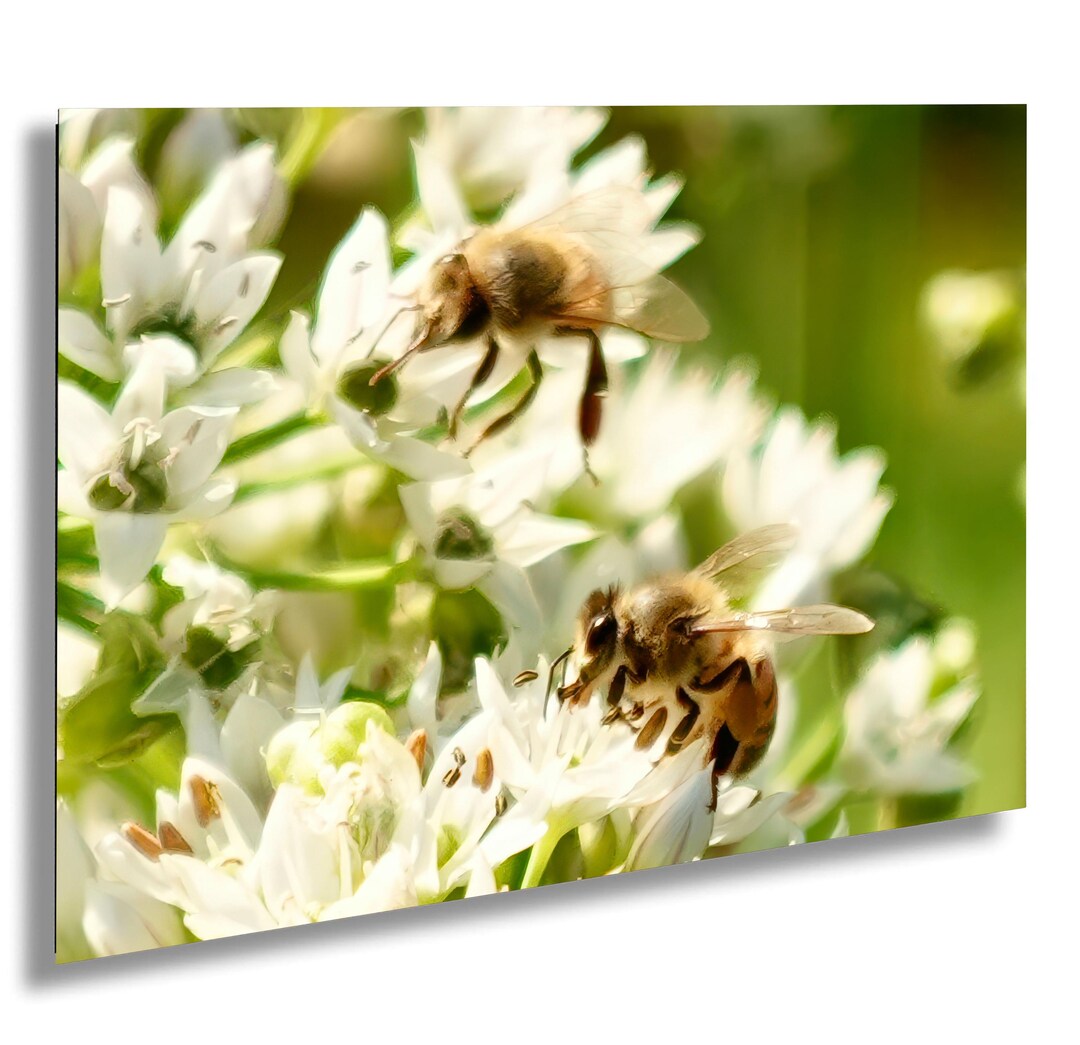 Bee Buddies: Dance of the Pollinators - Etsy