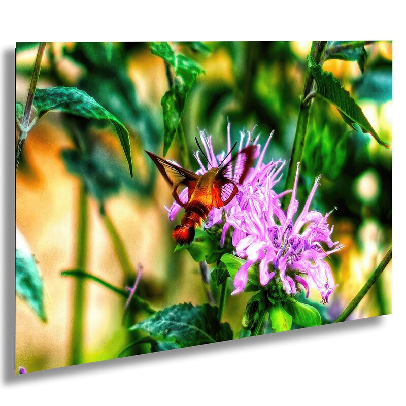 Hummingbird Moth - Etsy