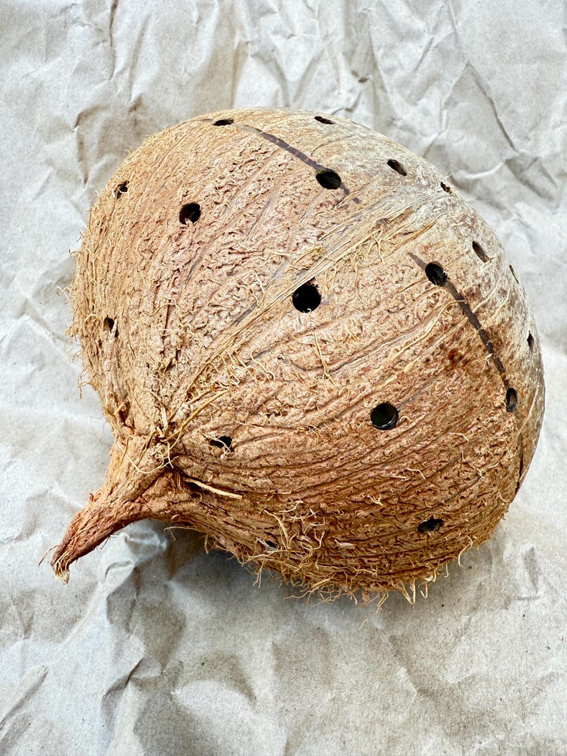 Hermit Crab Hideout Hut – Coconut Shell Cave for Geckos, Tree Frogs ...