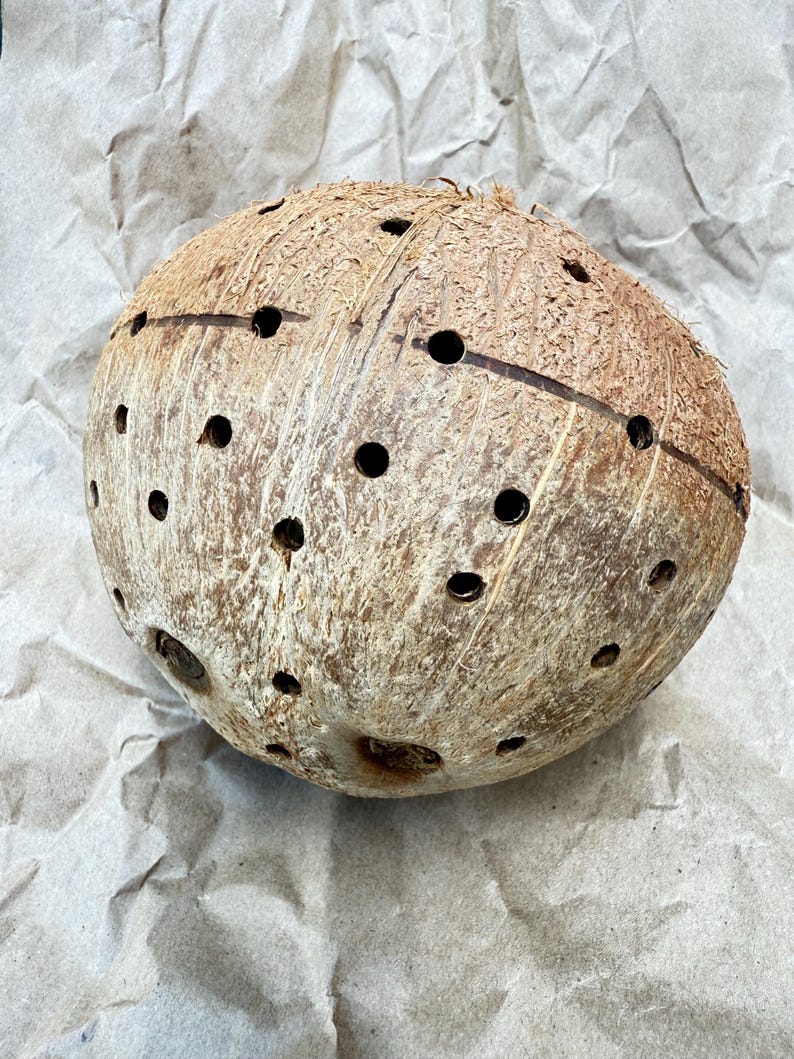 Hermit Crab Hideout Hut – Coconut Shell Cave for Geckos, Tree Frogs ...