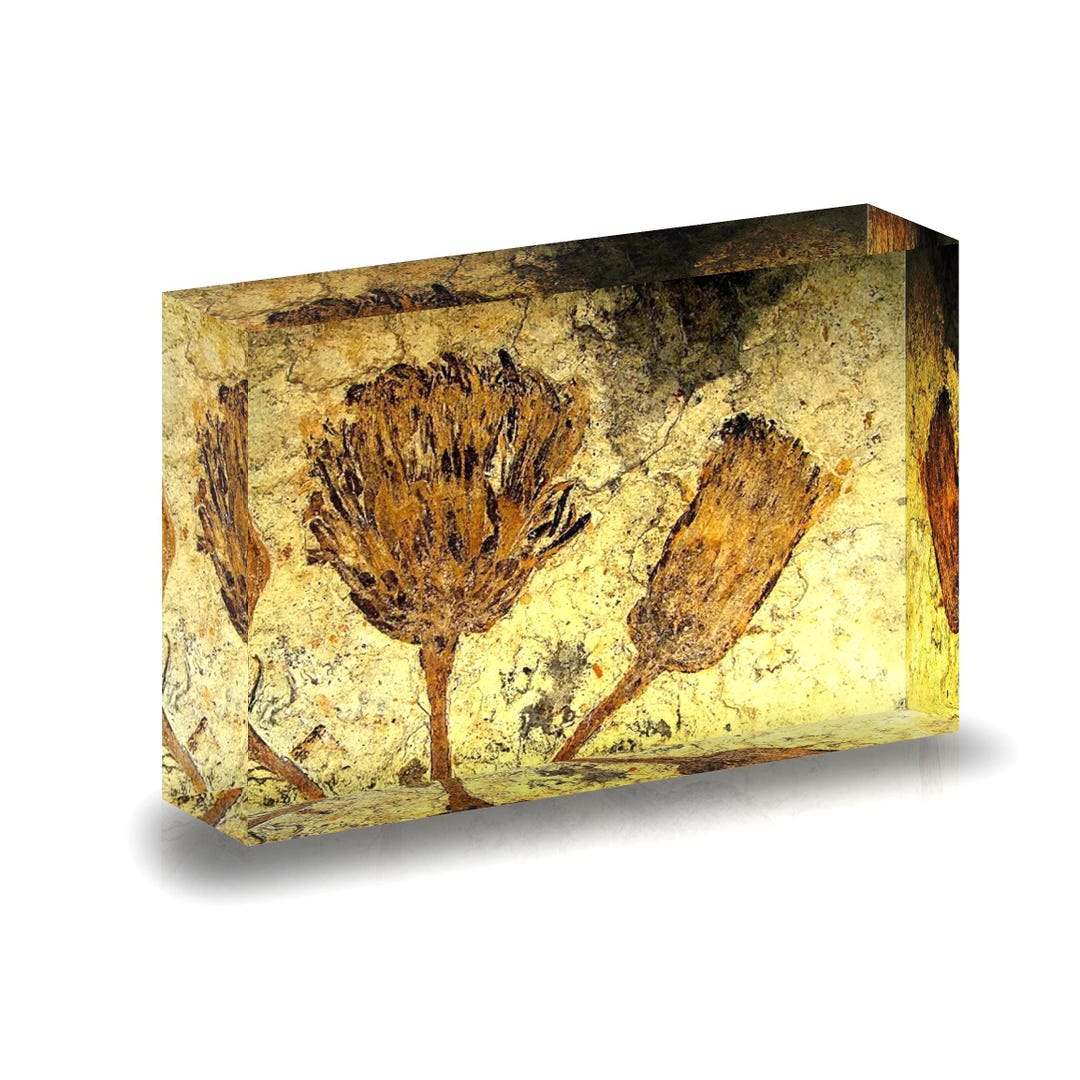 Giclee Print of Flower Fossil Displayed in Acrylic Block: Patagonia ...
