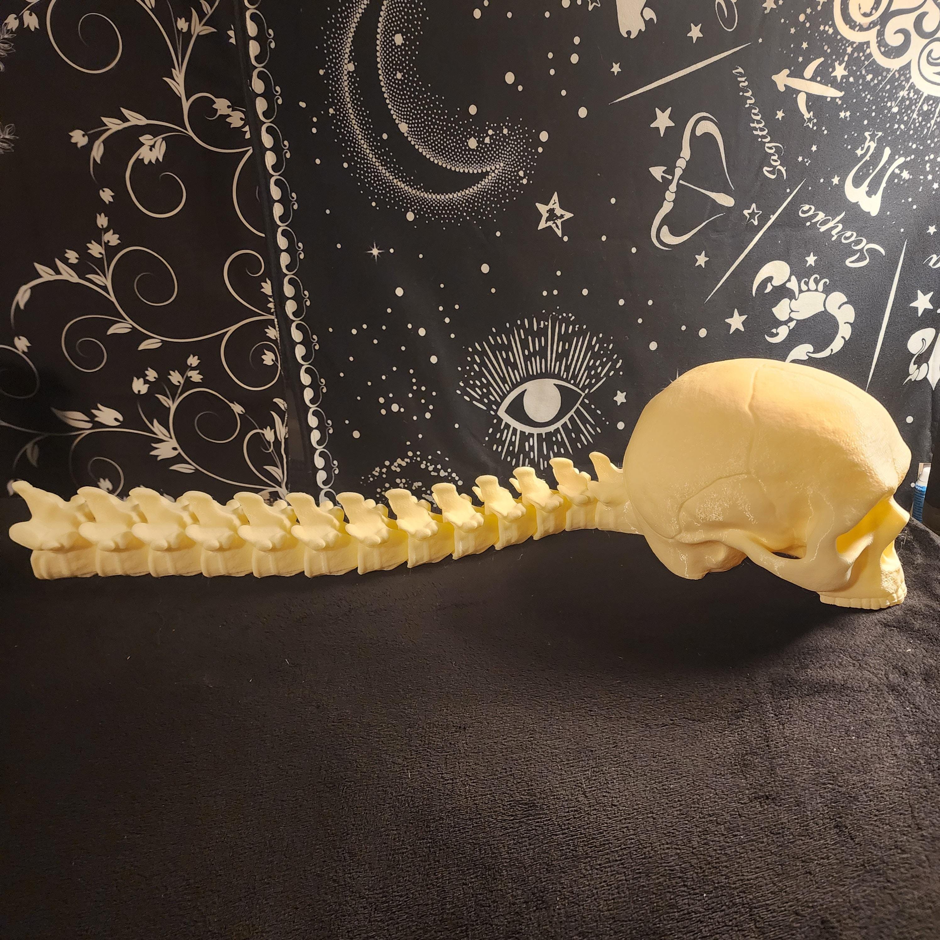 Articulating/flexi Skull and Spine Bones - Etsy