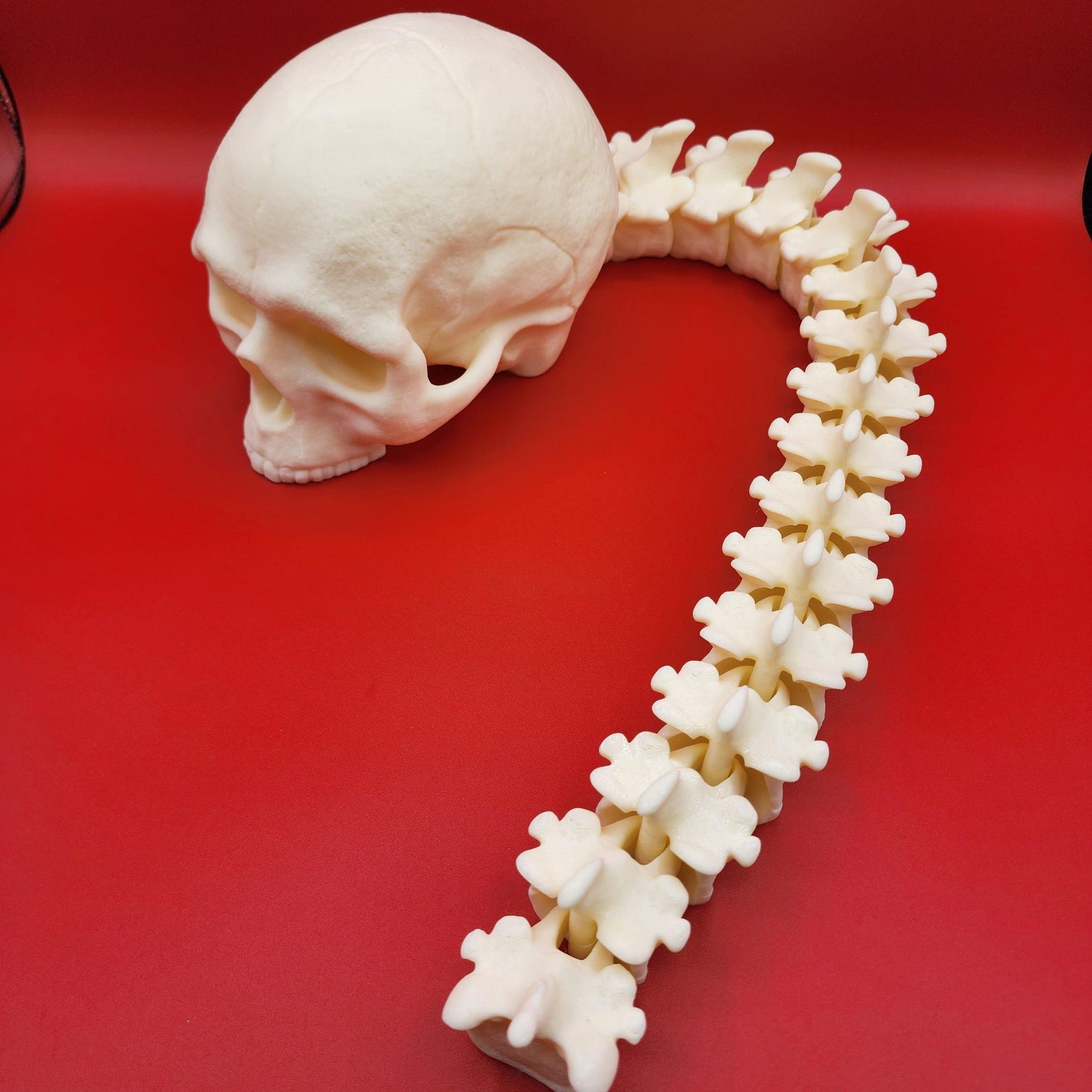 Articulating/flexi Skull and Spine Bones - Etsy