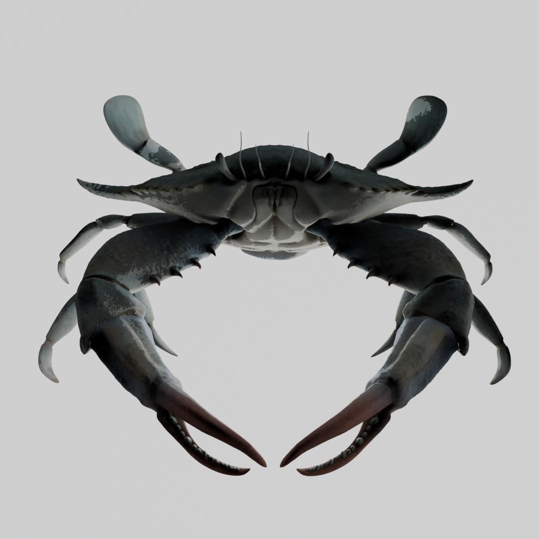 True Crabs STL File 3D Printable Crab Model Marine Life, Aquarium Decor ...
