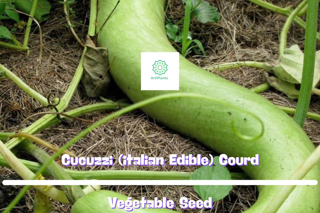 Cucuzzi Italian Edible Gourd Seeds 10 Seeds, Tender and Nutritious ...