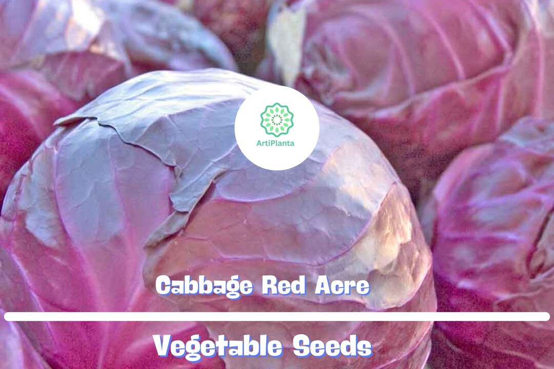 Cabbage Red Acre Seeds 1 Gram, Heirloom Red Cabbage, Compact and Sweet ...