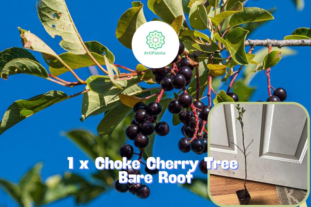 Choke Cherry Tree Live Bare Root Plant, 1-2 Feet Tall, Hardy Fruit Tree ...
