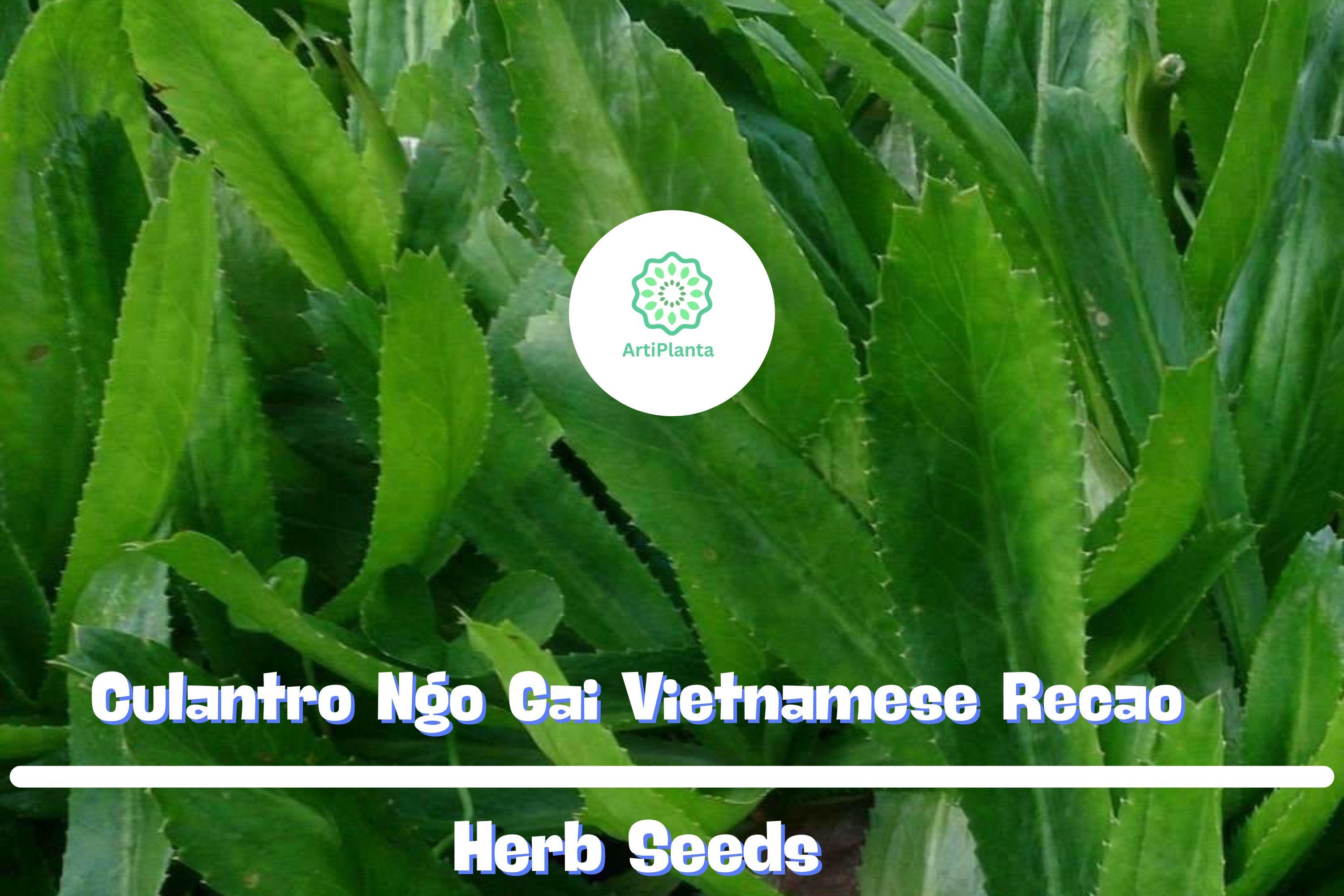 Culantro Ngo Gai Seeds for Planting Vietnamese Recao Herb, 100 Mg ...