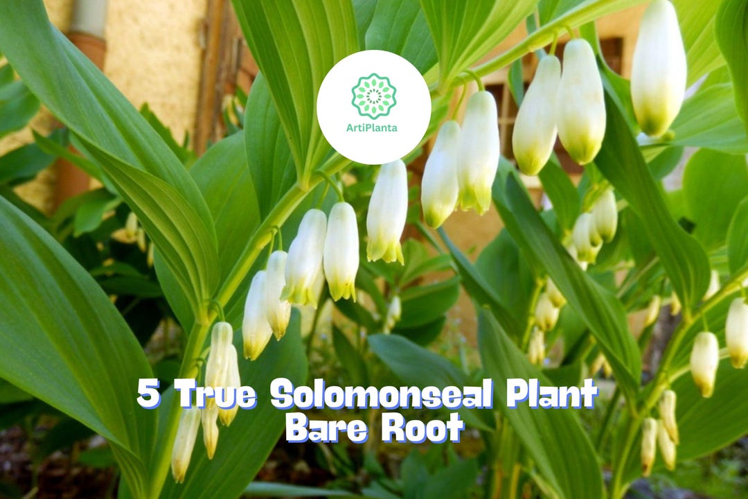 5 True Solomon's Seal Bare Root Plants polygonatum Biflorum, Easy to ...