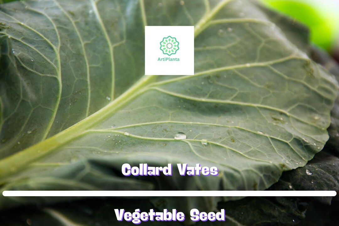 Collard Vates Seeds 1 Gram, Heirloom Variety, Tender and Nutritious ...