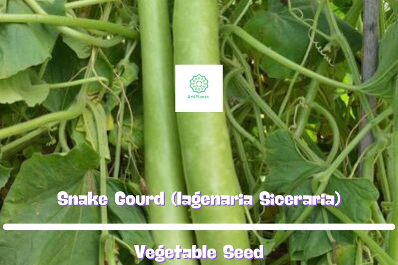 Snake Gourd Seeds 10 Seeds, Lagenaria Siceraria Variety, Nutritious and ...