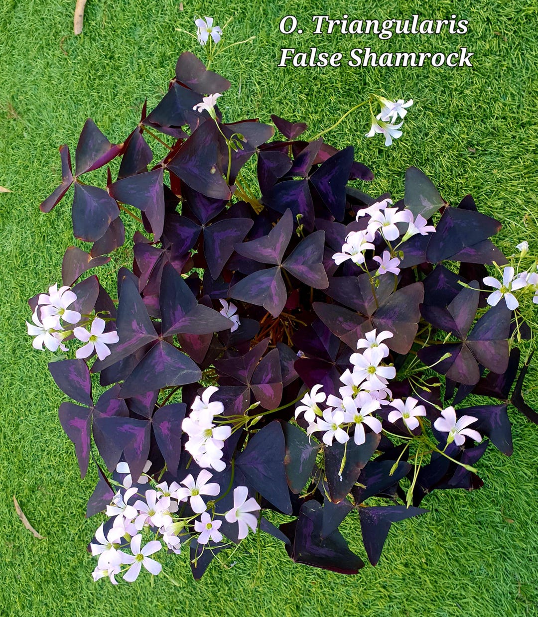 Oxalis Triangularis False Shamrock Butterfly Plant X 2 Corns - Etsy ...