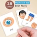 Body Parts Flashcards: Montessori Homeschool Cards (PDF) - Etsy