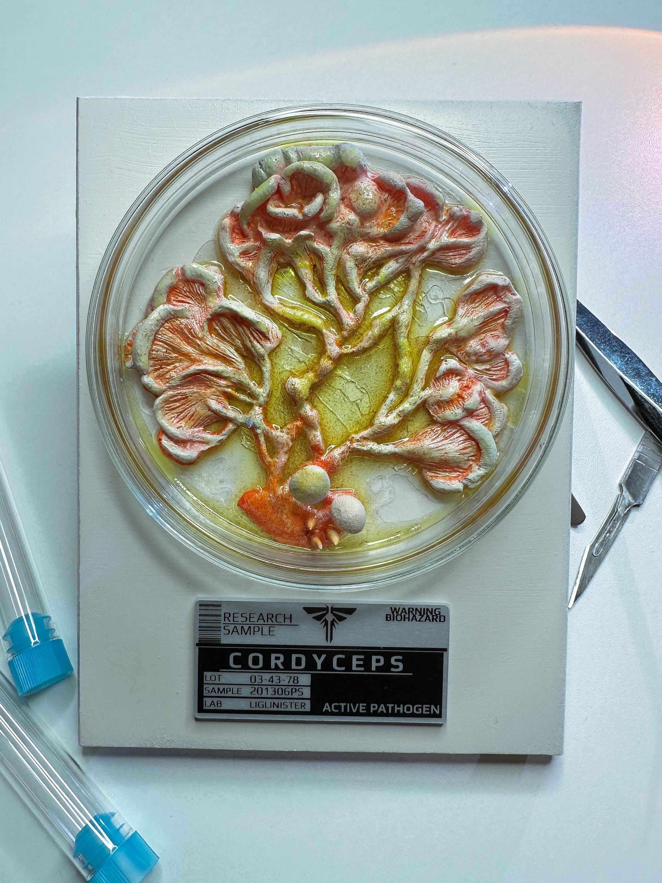 Handmade Petri Dish With Fungal Growth, Clicker Experiment Replica ...