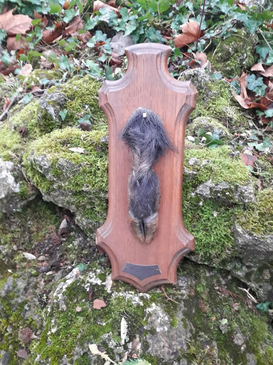 Vintage Wild Boar Hunting Trophy Taxidermy Origin France 1950 - Etsy