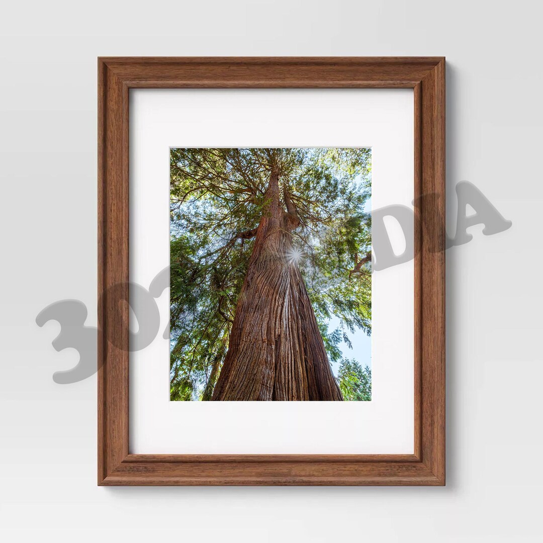 Redwood Tree Wall Art: Stunning Sun Beaming Through Tall Tree Portrait ...