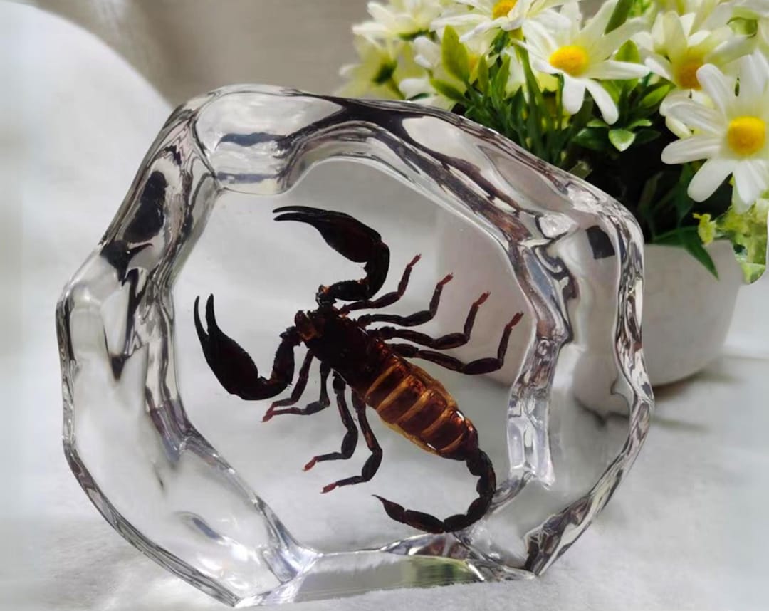 Unique Scorpion Resin Spider Encased Epoxy Gothic Taxidermy Art Insect ...
