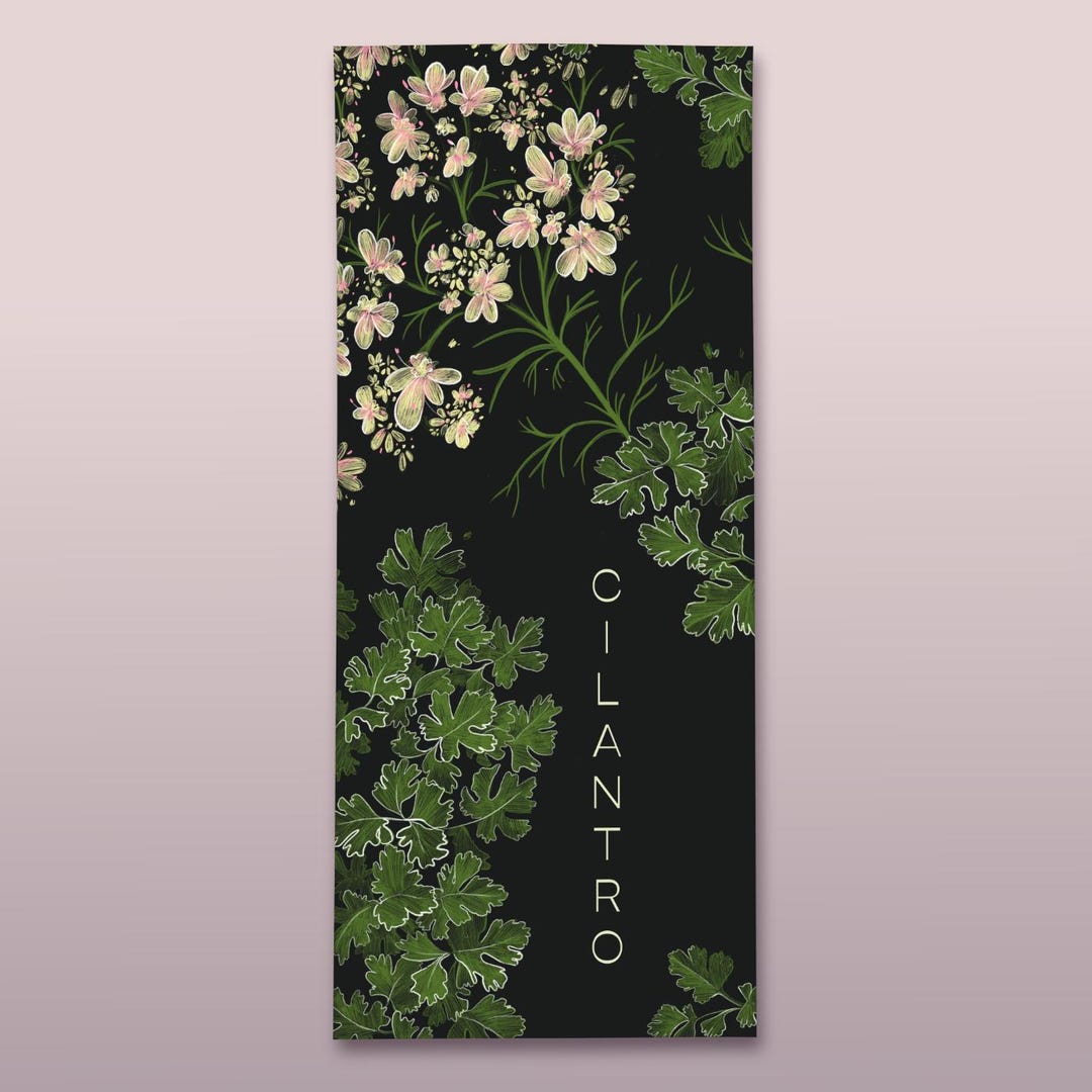 Cilantro - Botanical Illustration Art Print - Framed or Unframed ...