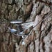 Silverware Bird, Spoon Bird, Silverware Art, Spoon Art, Metal Bird ...