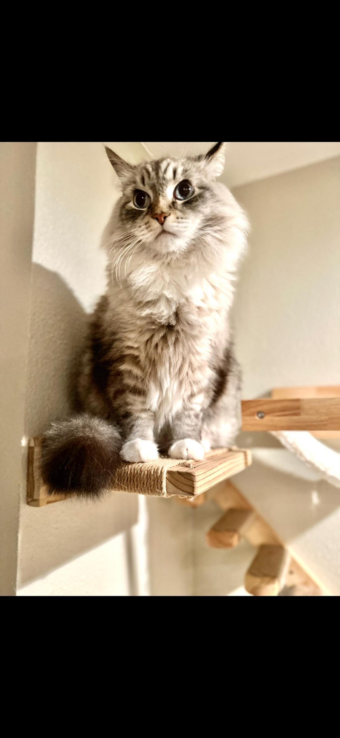 Cat Condo Kitty Step - Etsy