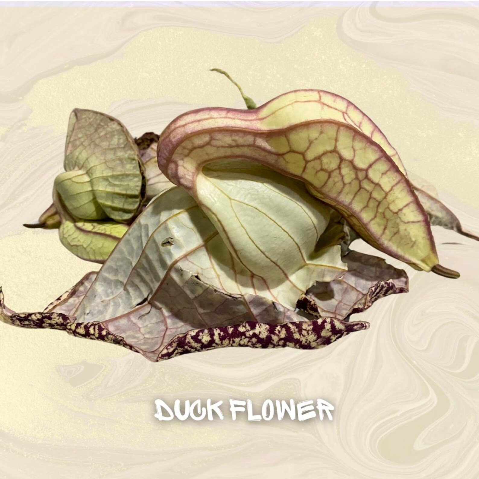 DUCK FLOWER - Colon and System Cleanse - Etsy Canada