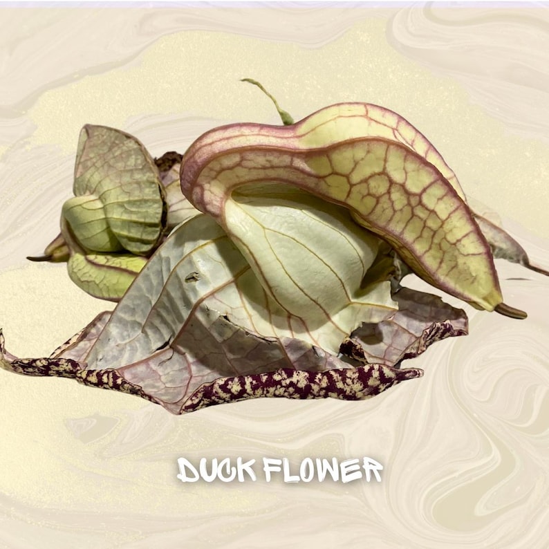 DUCK FLOWER - Colon and System Cleanse - Etsy Canada