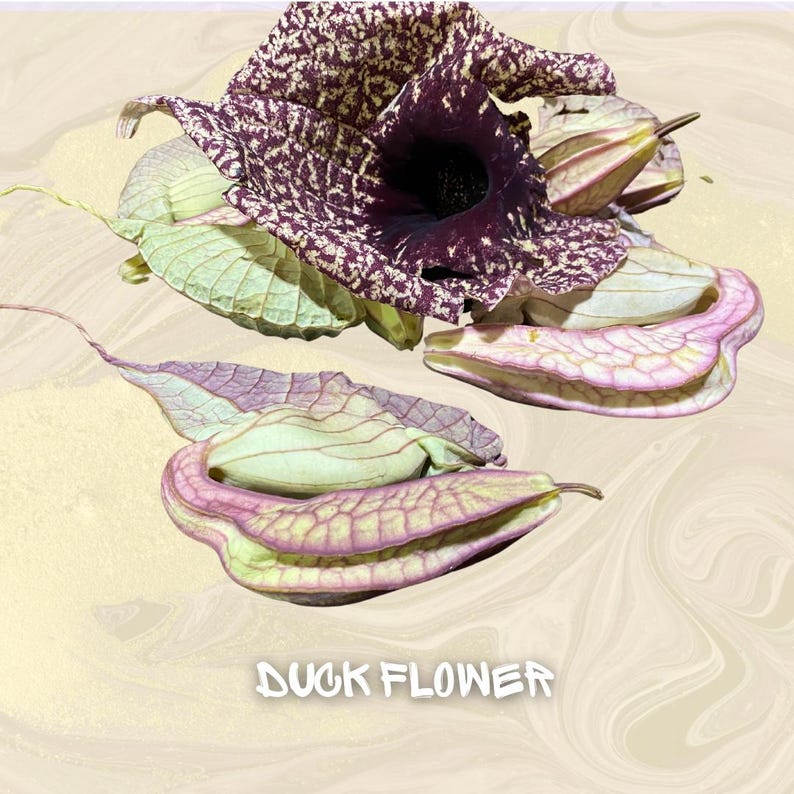 DUCK FLOWER - Colon and System Cleanse - Etsy Canada