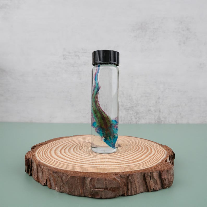 Mysterious Transparent Stained Fish Skeleton Specimen,real Stained ...