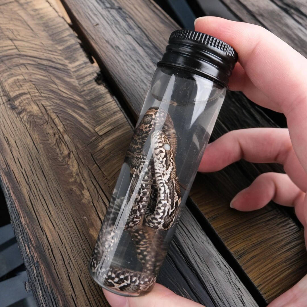 Real Snake Specimen,real Animal Specimen,clean and Complete,specimen ...