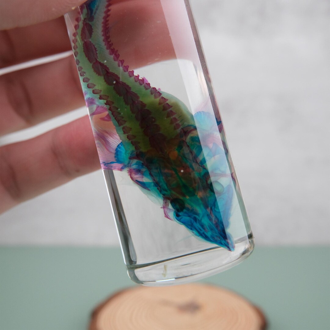 Mysterious Transparent Stained Fish Skeleton Specimen,real Stained ...