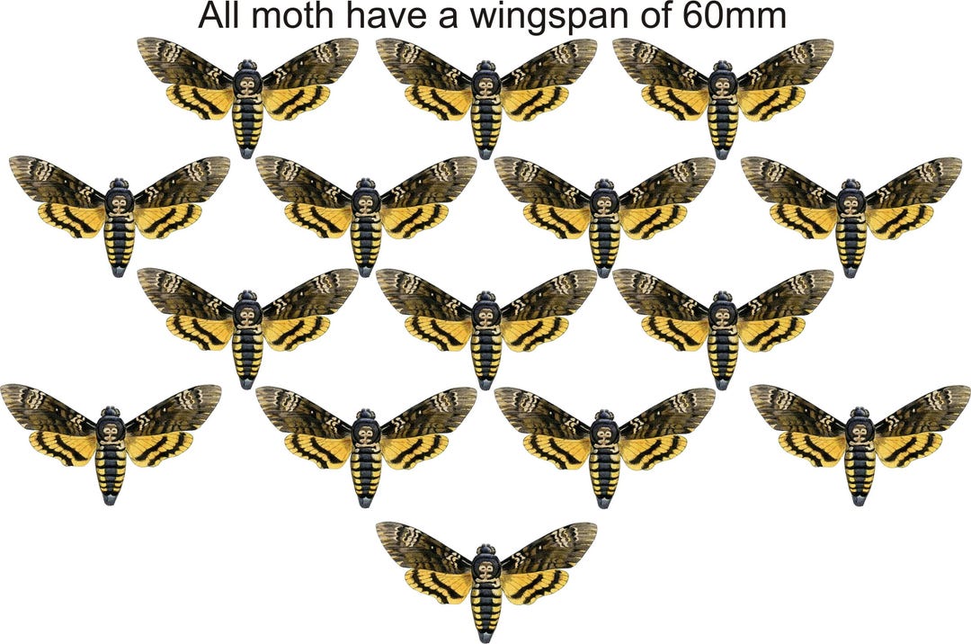 Death Head Moths. Wood Laser Cut for the Creative 15 per Packet - Etsy